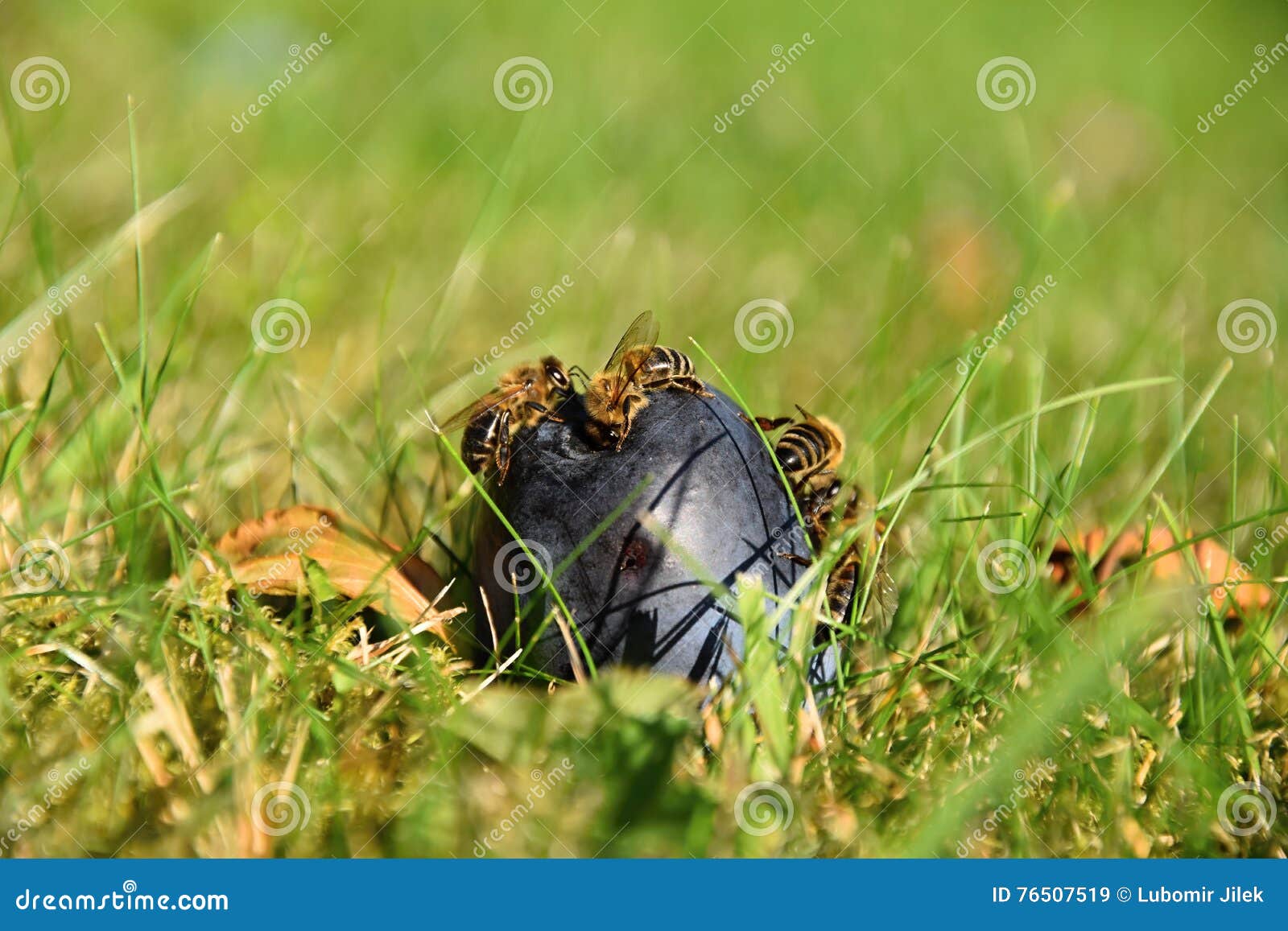 Bees on a Rotten Plum Lying in the Grass Stock Image - Image of green ...