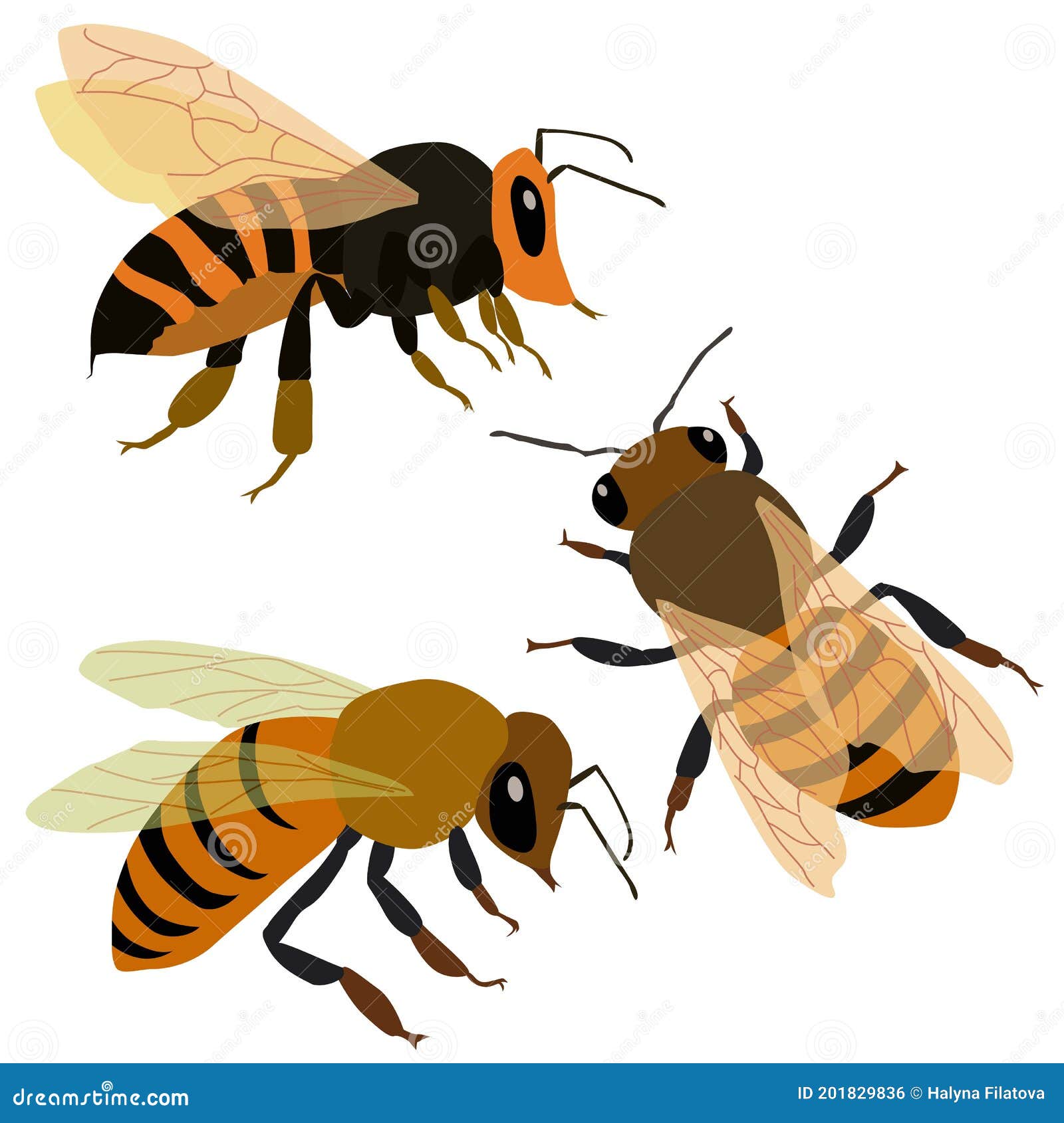 Buzz Colored Cartoon | CartoonDealer.com #13513573