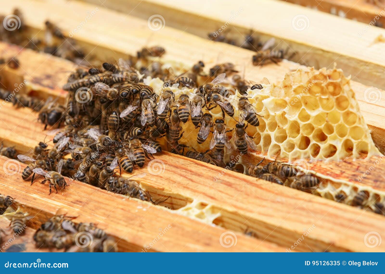 Bees Sit on Honeycomb in a Beehive and Eat Honey Stock Image - Image of ...