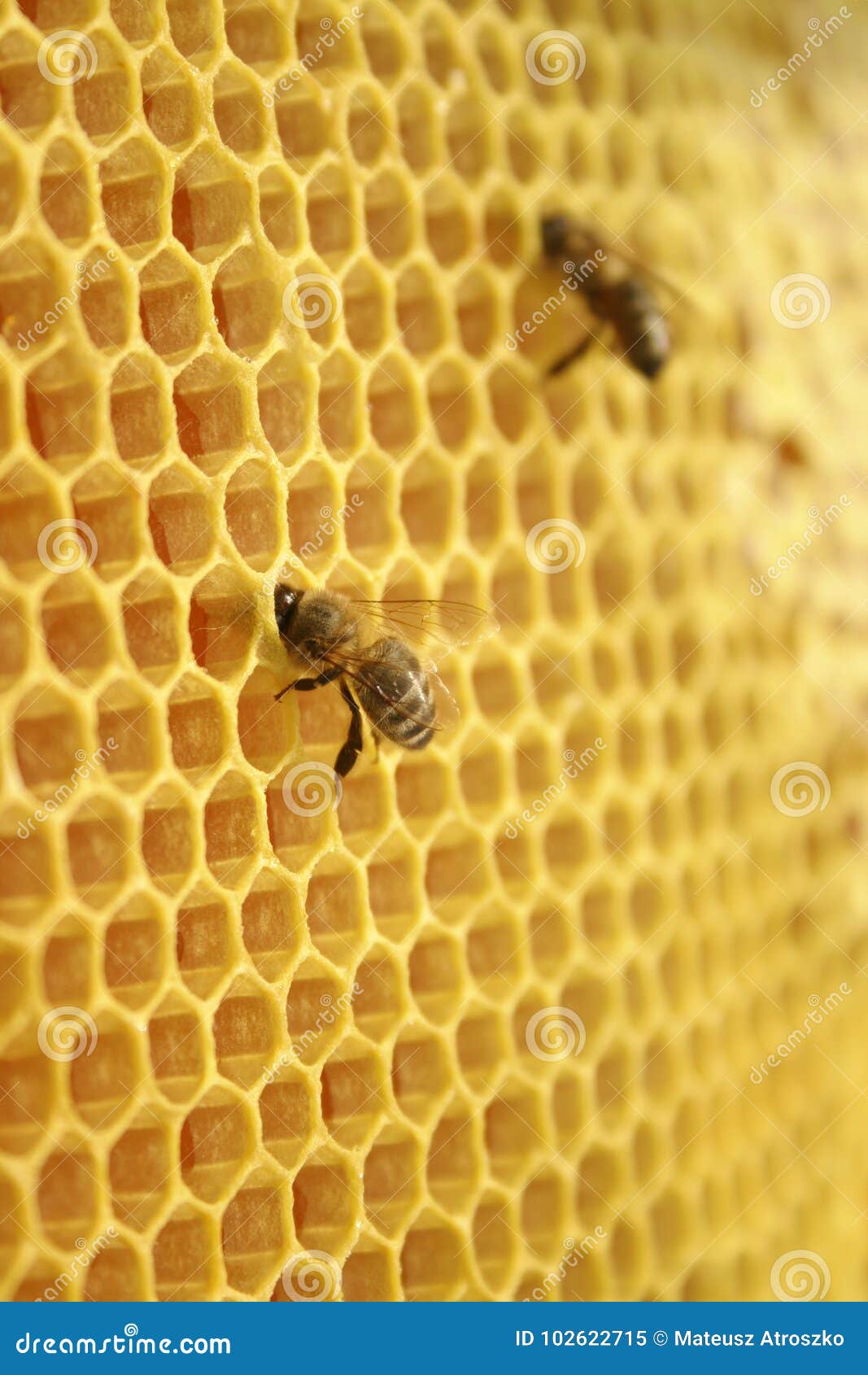 Bees on a Honeycomb, Inside the Beehive Stock Image - Image of group ...