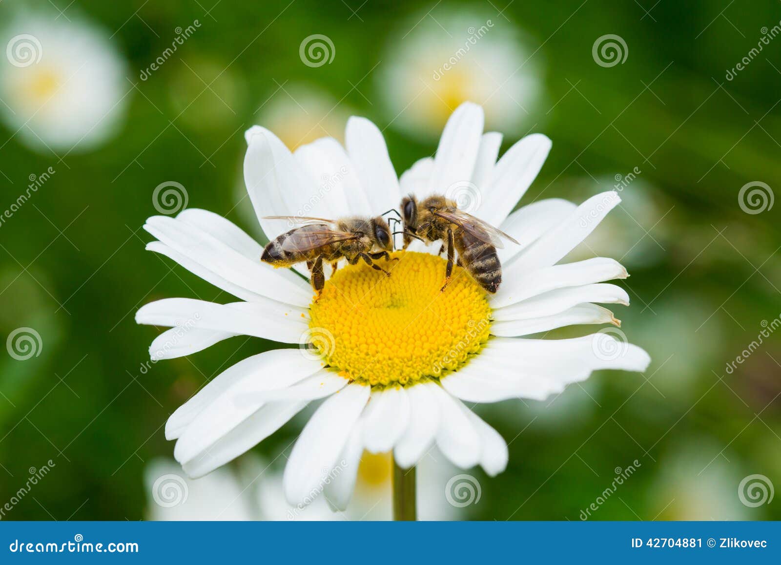 Bees Sucking Nectar from a Daisy Flower Stock Image - Image of bunch ...