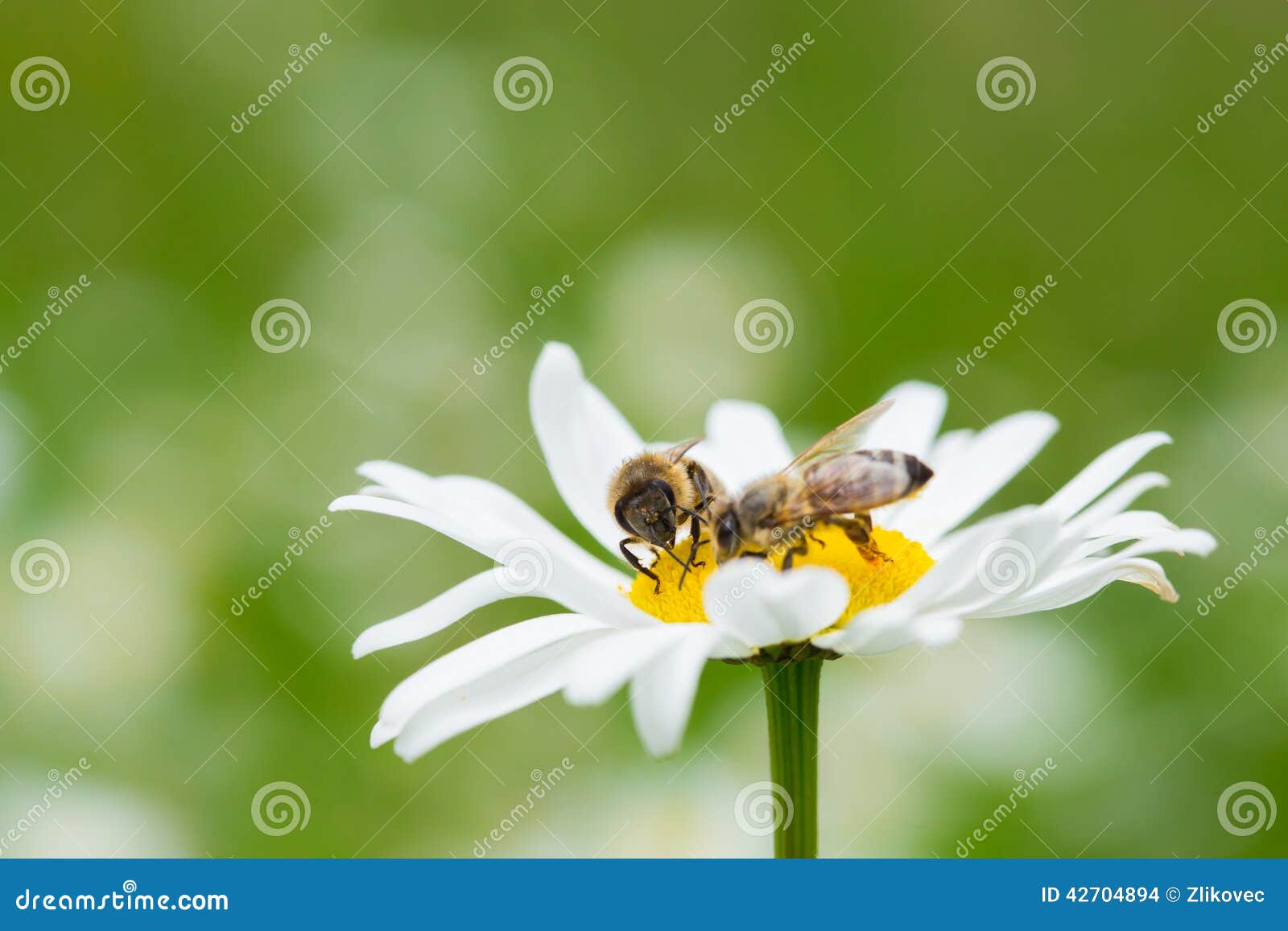 Bees Sucking Nectar from a Daisy Flower Stock Photo - Image of blur ...