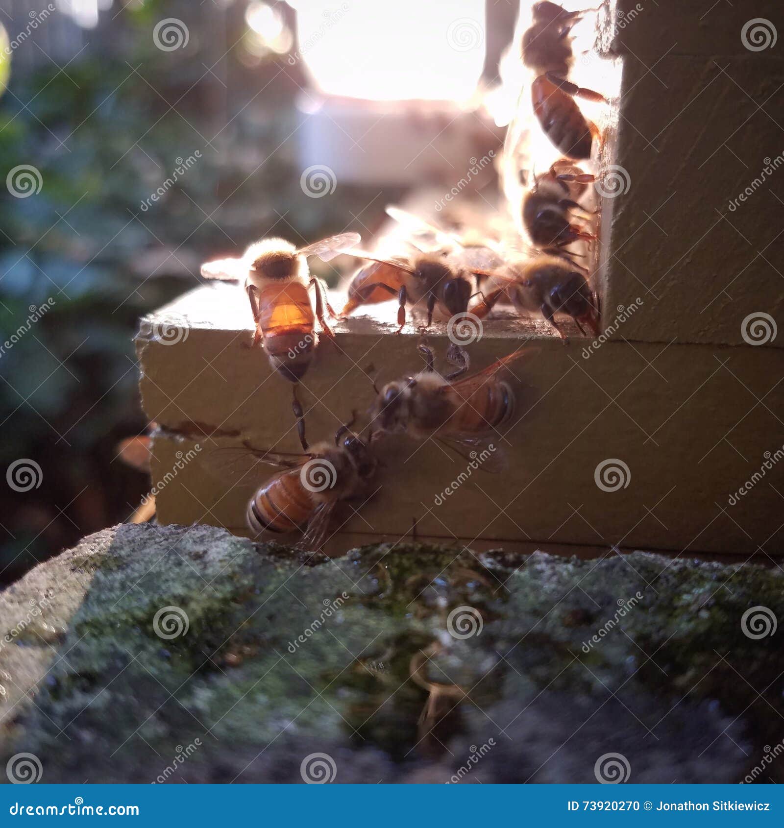Bees in the sun! stock photo. Image of nature, hive, edge - 73920270