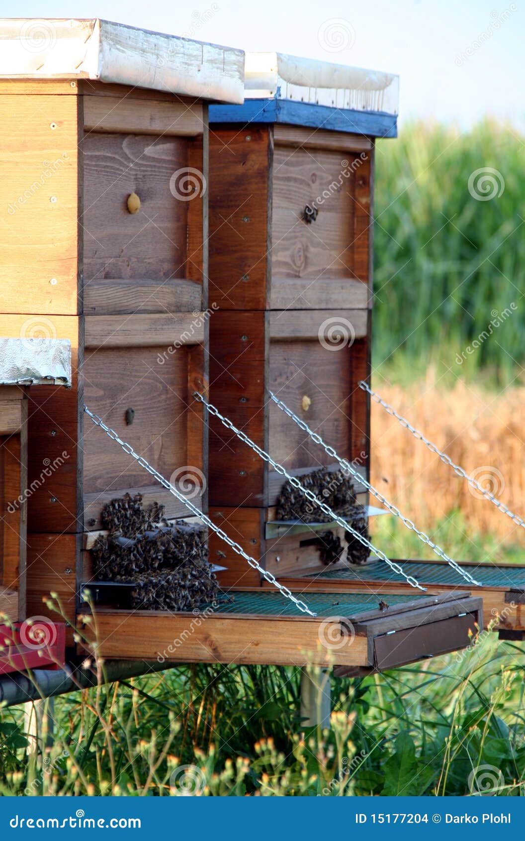 Bees swarm stock photo. Image of traditional, closeup - 15177204