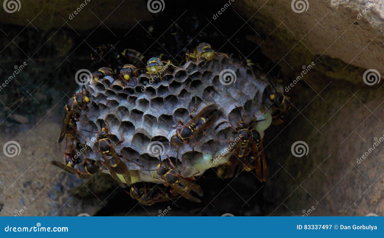 Bees stock image. Image of swarm, house, danger, building - 83337497