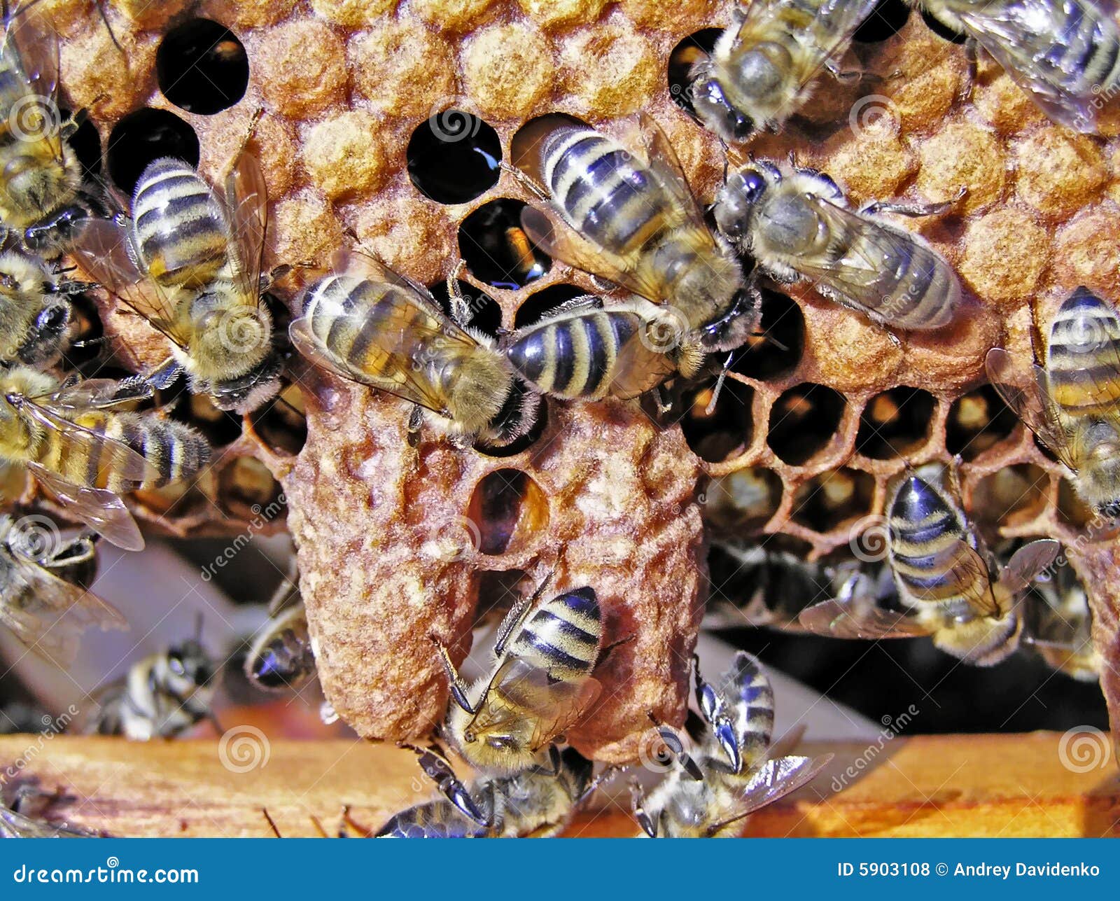 Bees Before Swarming. Picture Image: 5903108