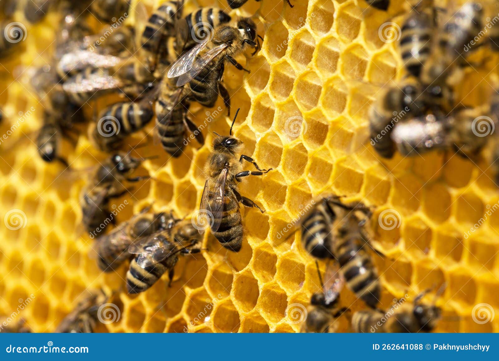 Bees swarming stock photo. Image of pollinic, nest, queen - 262641088