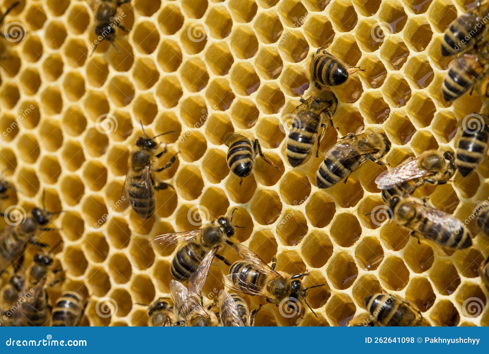 Bees swarming stock photo. Image of farmer, macro, agriculture - 262641098