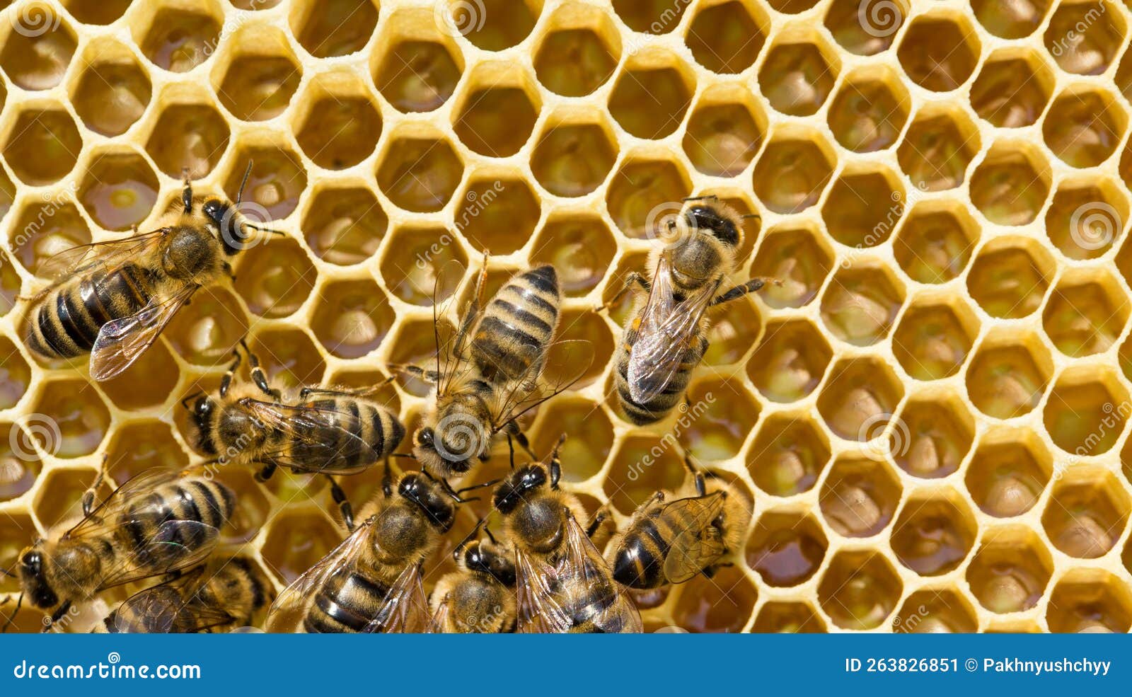 Bees swarming stock image. Image of domesticated, macro - 263826851