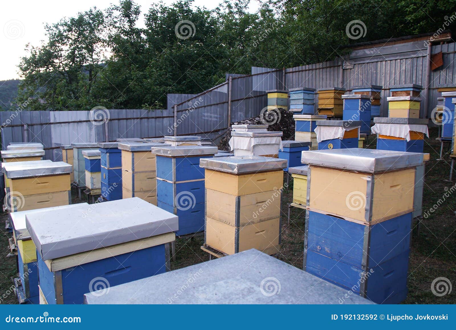 Bees Swarming Near Beehive. Stack of Beehive Boxes in Bee Farm Stock ...