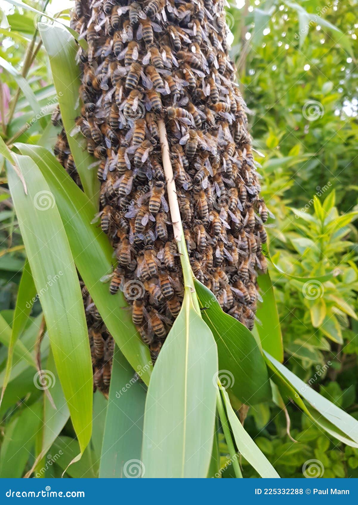 Bees Swarming Pollination Crops Honey Stock Photo - Image of bees ...