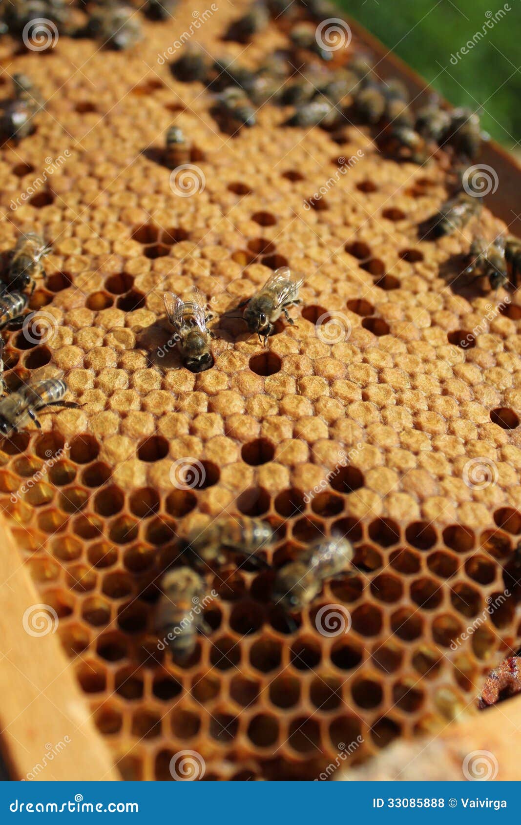 Bees Care For The Cocoon And The Larva Of The Future Queen Bee Royalty ...