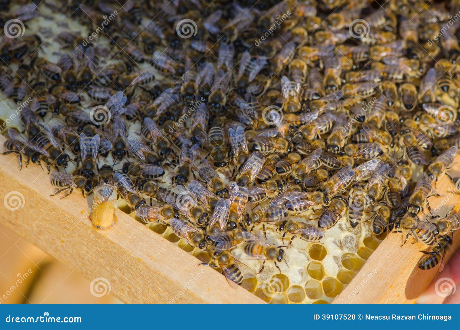 Bees Care For The Cocoon And The Larva Of The Future Queen Bee Royalty ...