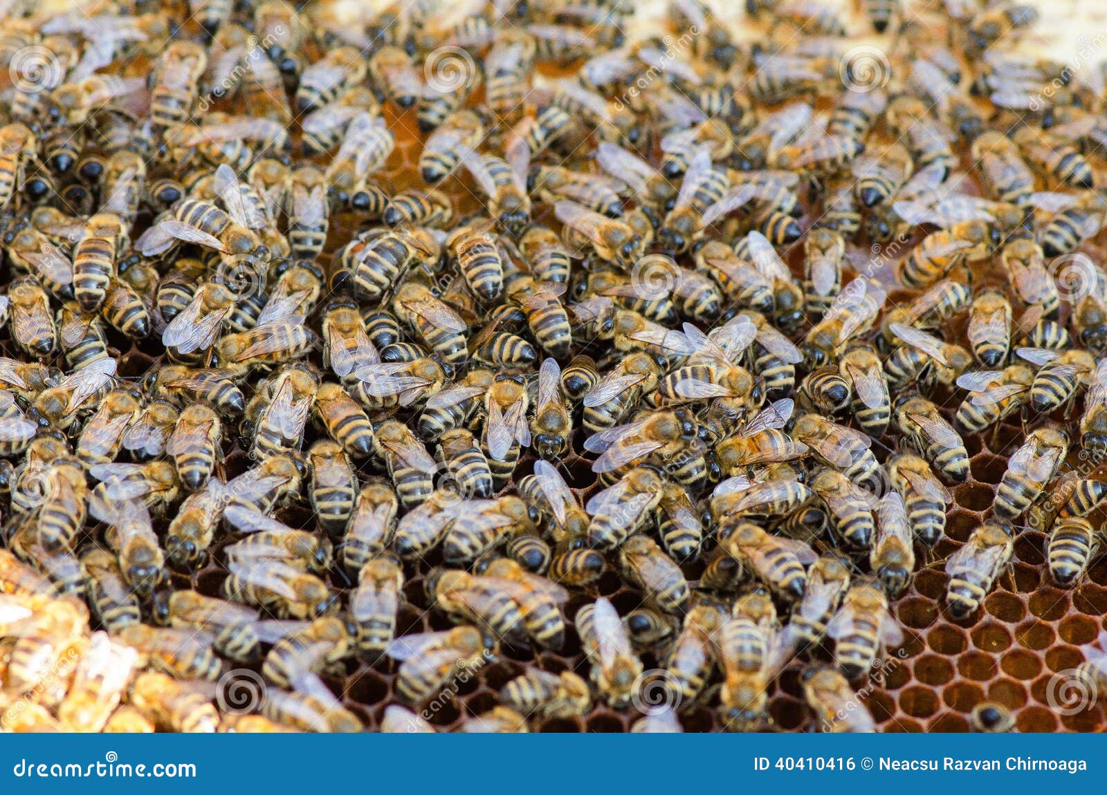 Bees Care For The Cocoon And The Larva Of The Future Queen Bee Royalty ...