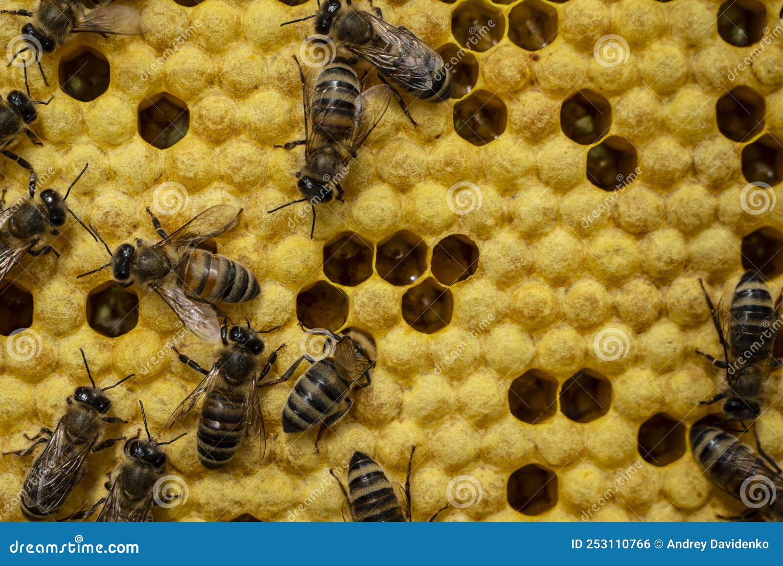 Bees Take Care of Larvae, Their New Generation Stock Photo - Image of ...