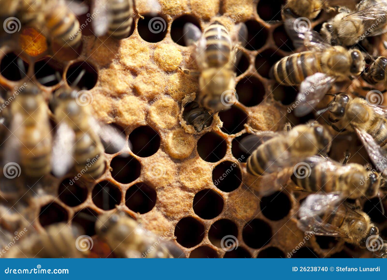 Bees Taking Care of Bee-larva Stock Photo - Image of focus, efficiency ...