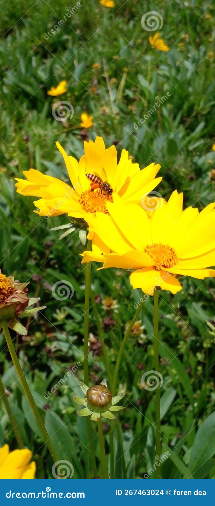 Bees are Taking Nectar on Photosynthesizing Flowers Stock Photo - Image ...