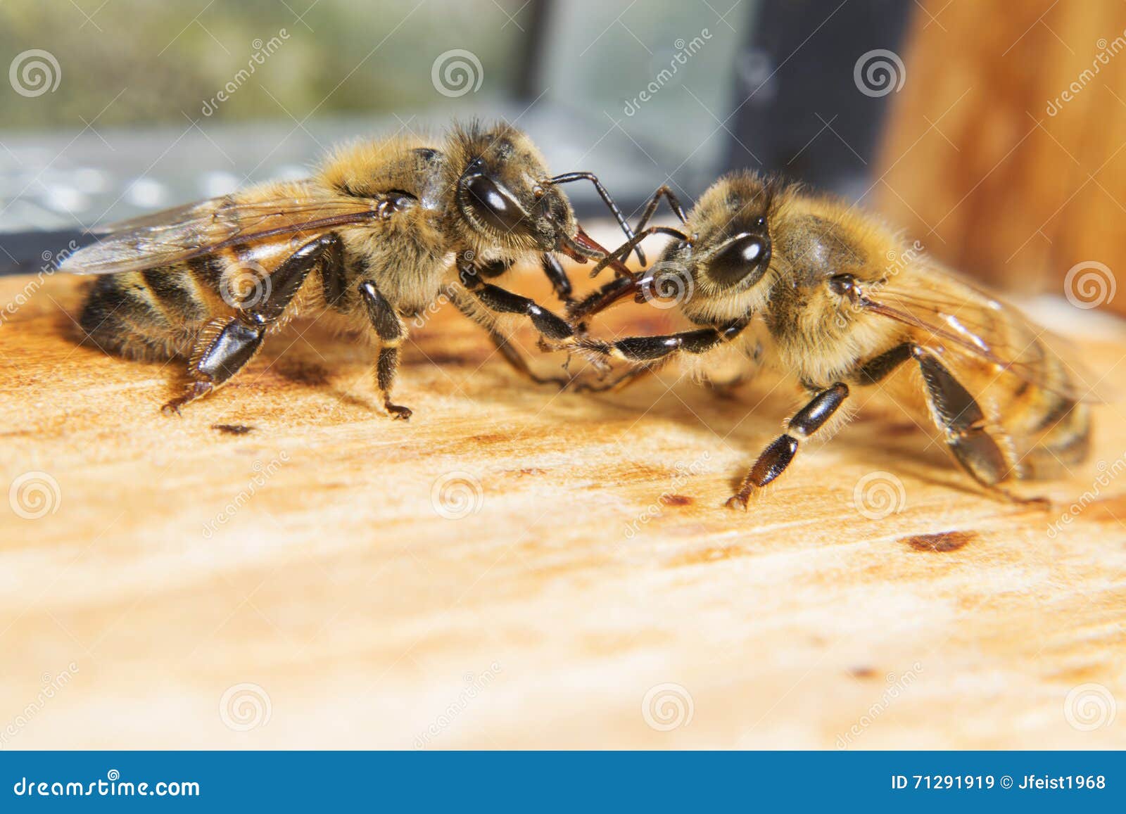Bees talking stock image. Image of wood, feeling, antennae - 71291919