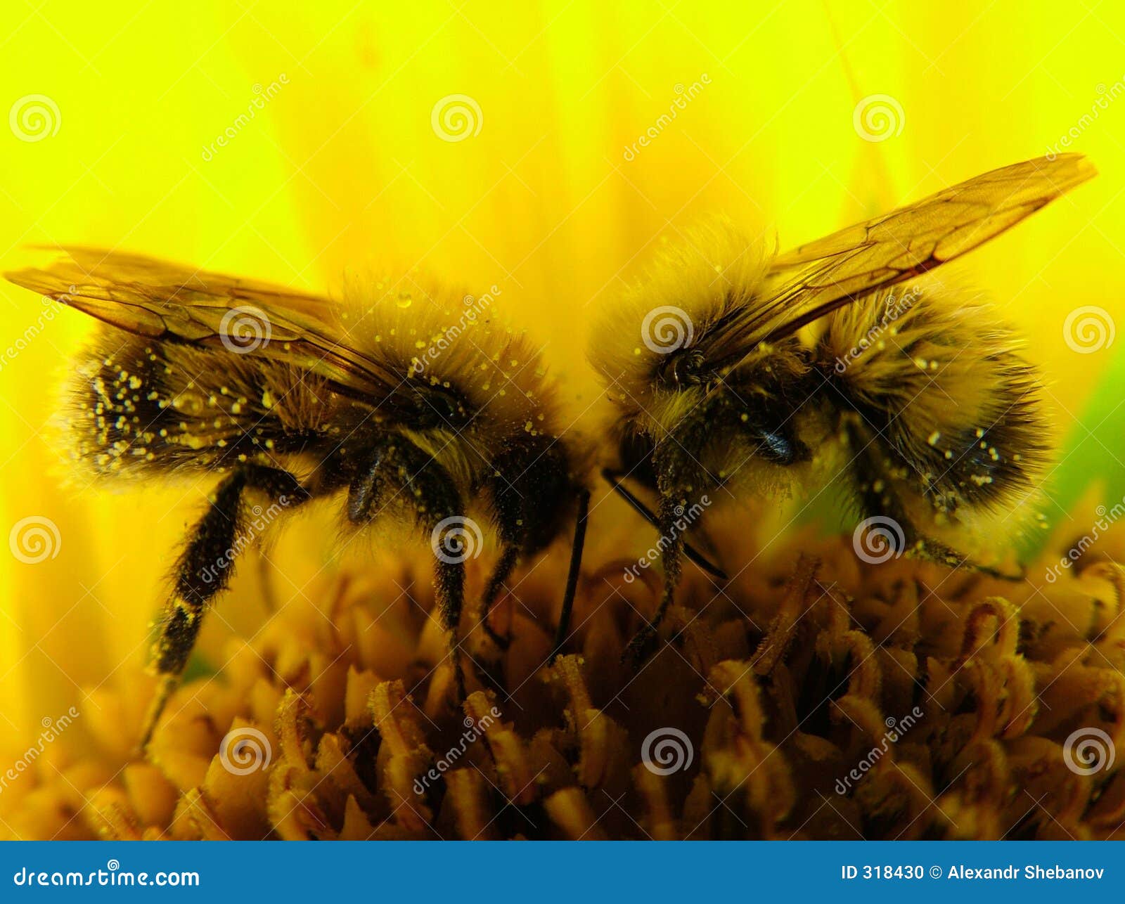 Bees - team work stock photo. Image of flower, food, meeting - 318430