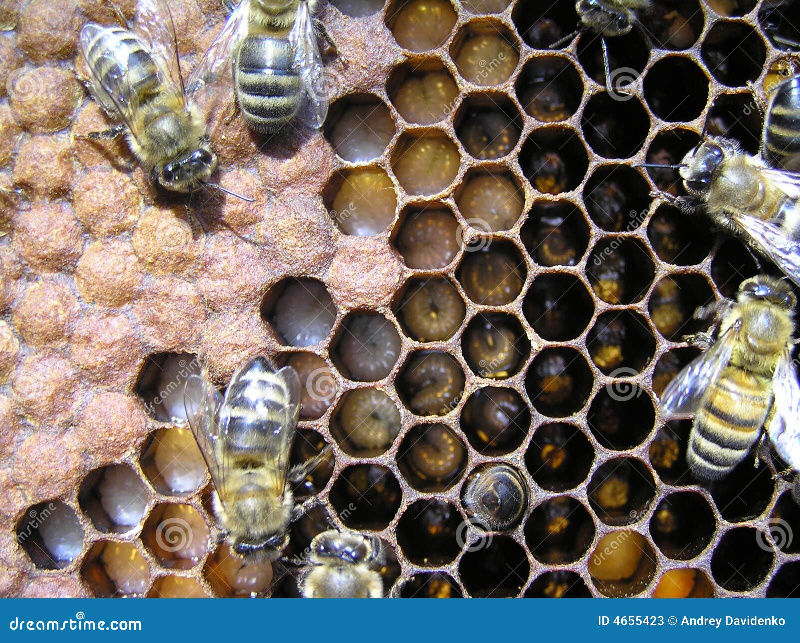 Bees and their larvae. stock image. Image of young, entomology - 4655423