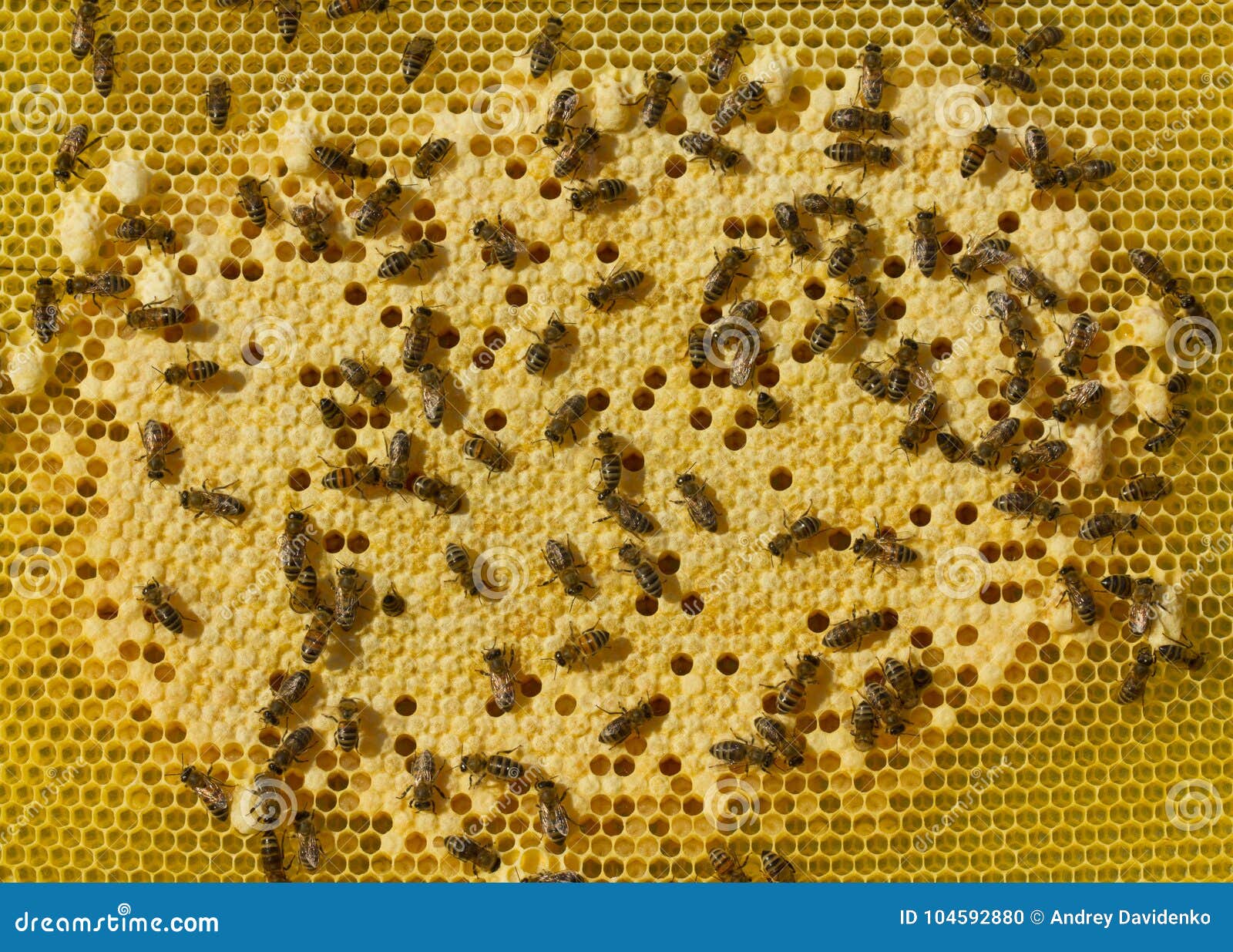 Bees, Their Larvae and Cocoons, Cocoons of Queens of Bees Stock Photo ...