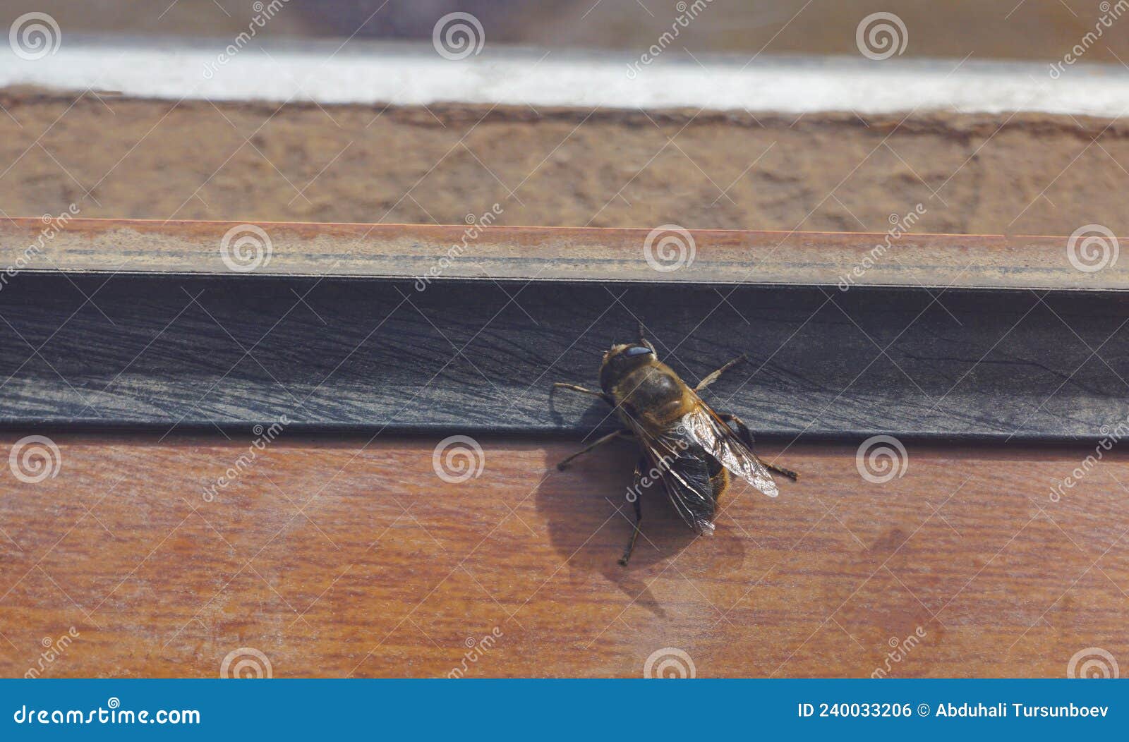 Bees Trapped Stock Photos - Free & Royalty-Free Stock Photos from ...