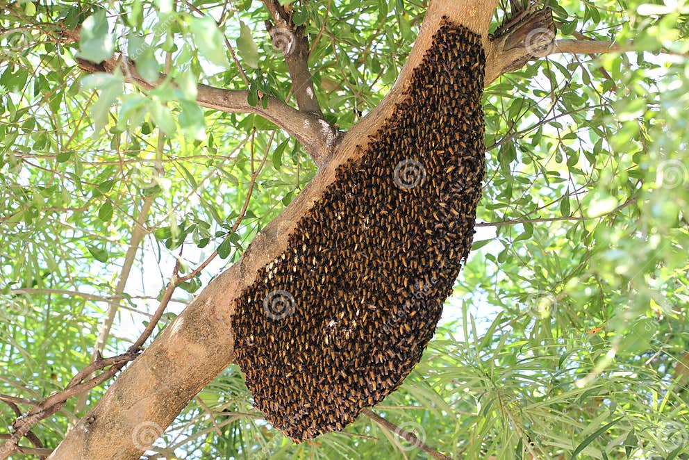 Bees on a tree stock image. Image of detail, bees, insects - 28844855
