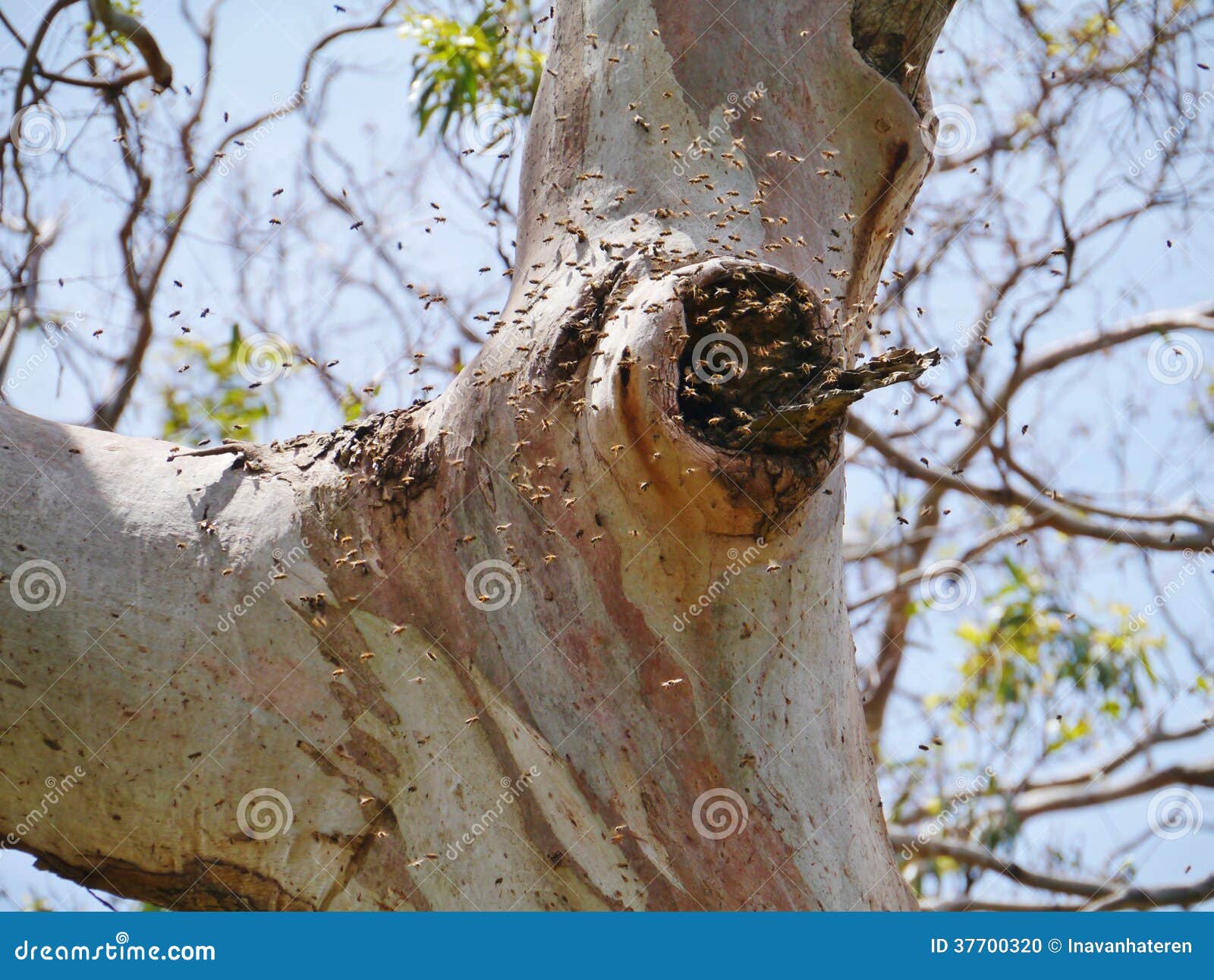 Bees in a tree stock photo. Image of nature, landscape - 37700320