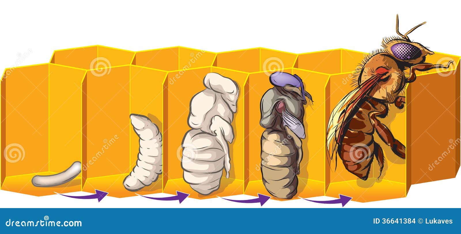 Bee Life Cycle Stock Illustrations – 84 Bee Life Cycle Stock ...