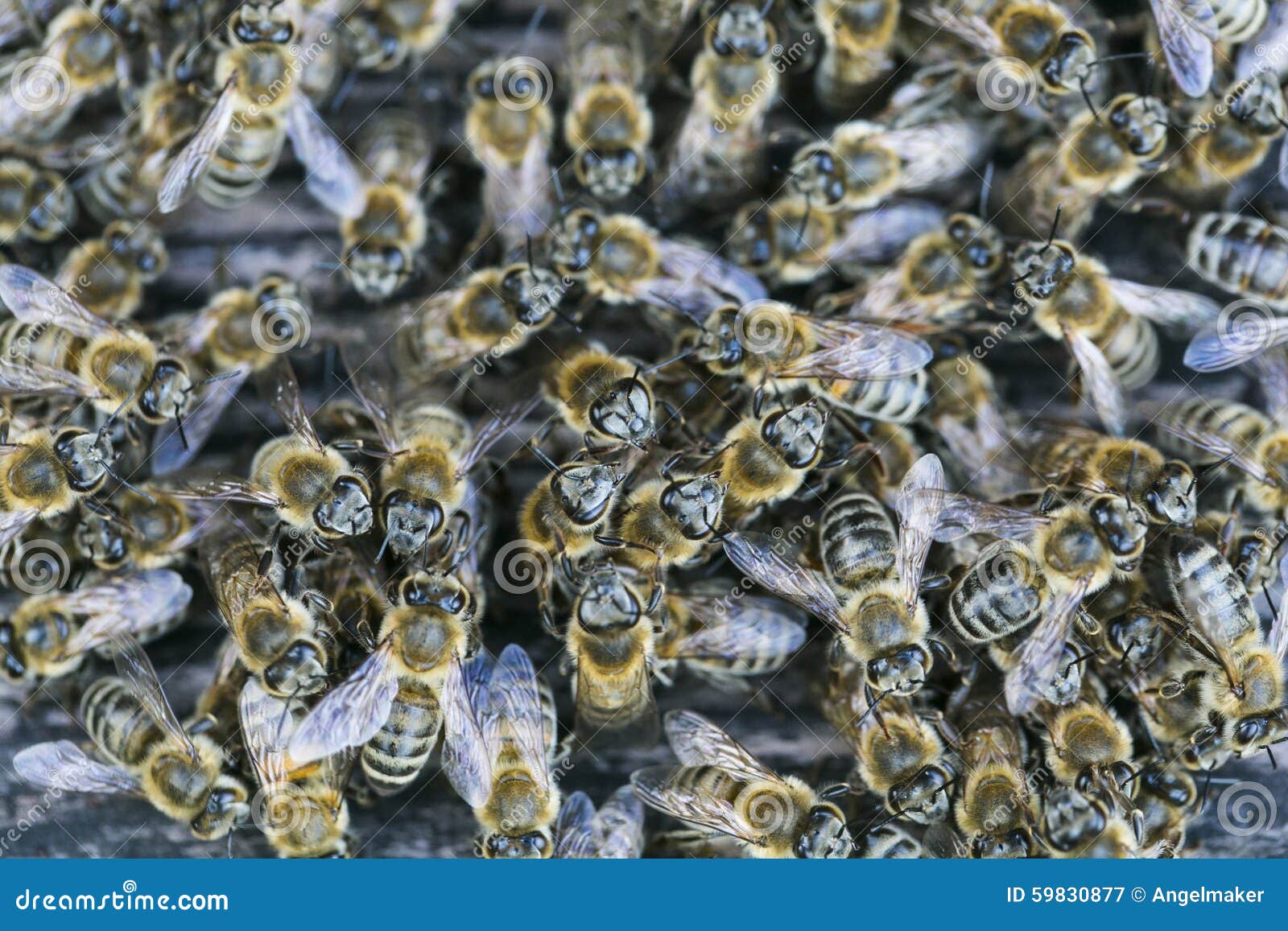 Bees stock image. Image of group, honey, nature, work - 59830877