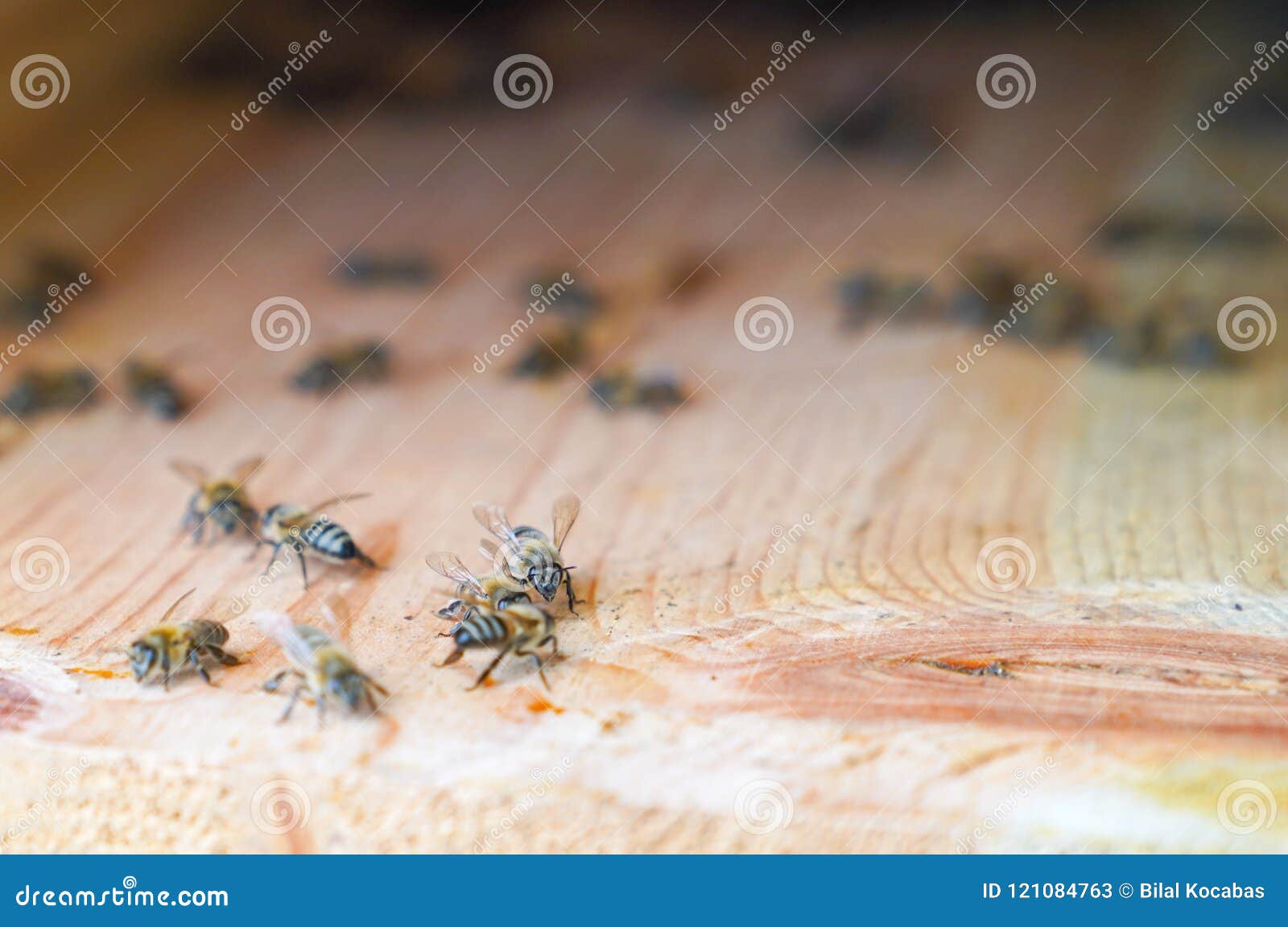 Bees Walk Around on Surface of Wall of Hive, Selective Focus Stock ...