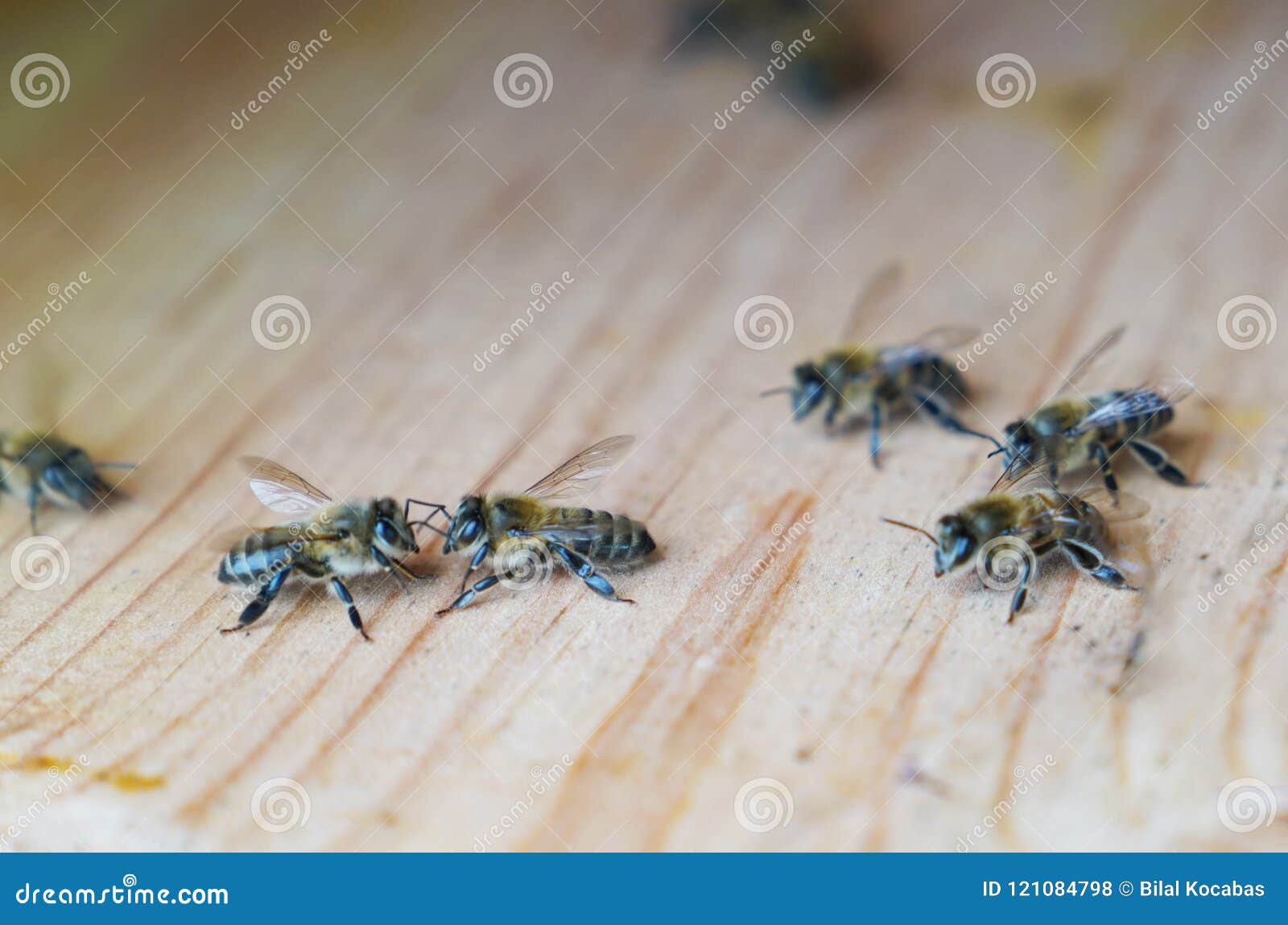 Bees Walk Around on Surface of Wall of Hive, Selective Focus Stock ...