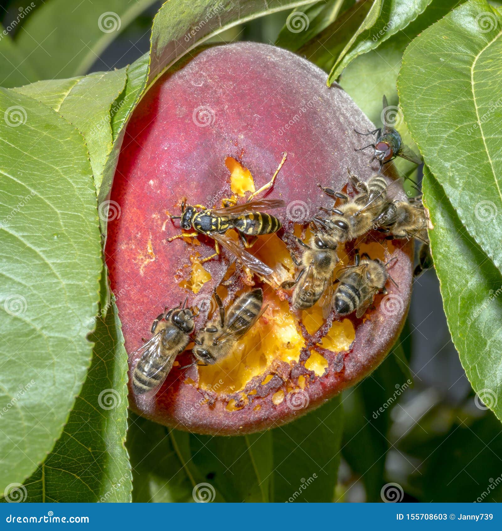 Bees and Wasps Sit on a Ripened Ripe Peach Stock Image - Image of ...