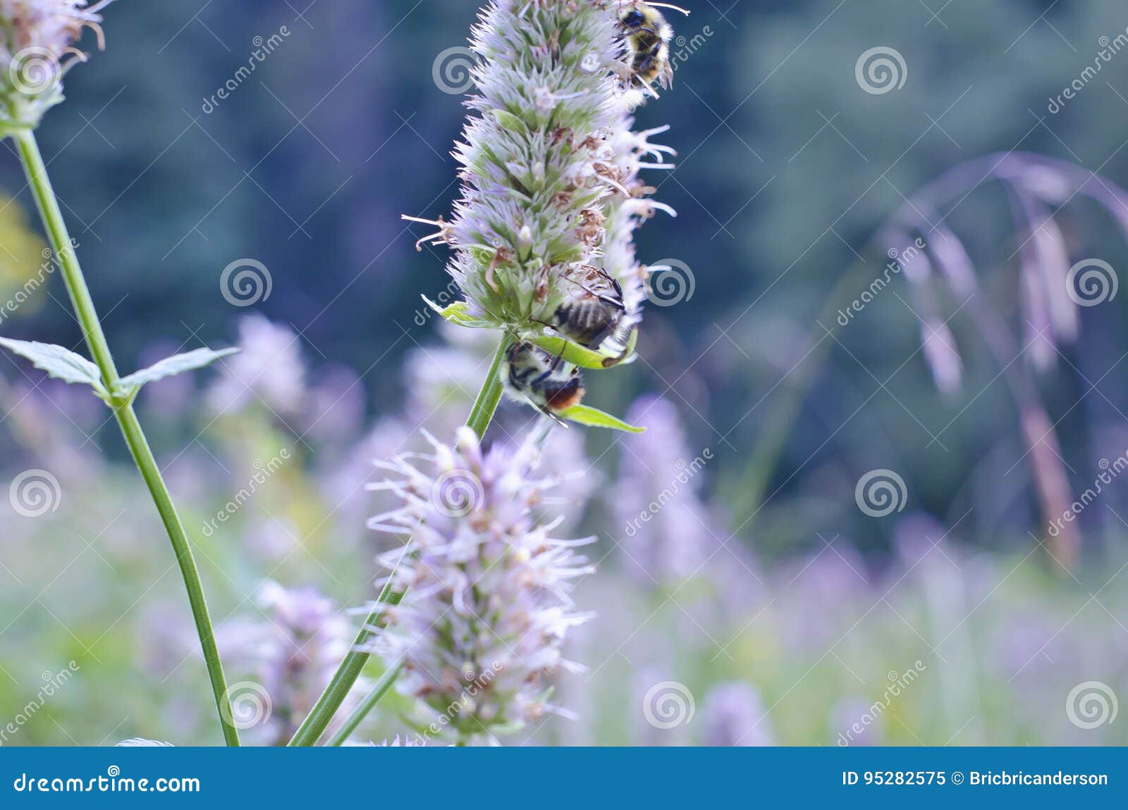 Bees on a weed stock image. Image of hike, flying, field - 95282575