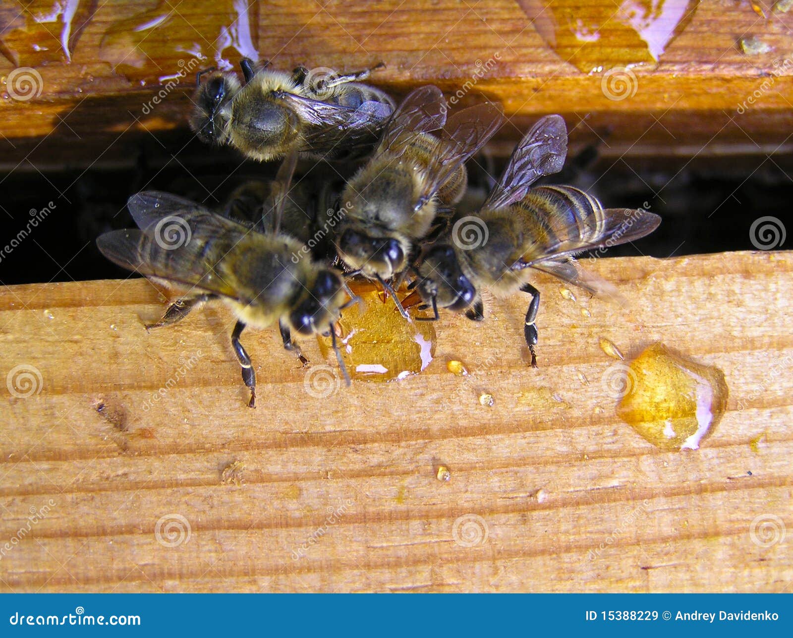 Bees at work stock image. Image of communication, drop - 15388229