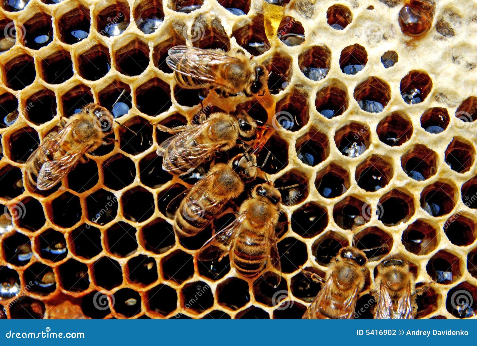 Bees at work. stock photo. Image of honey, entomology - 5416902