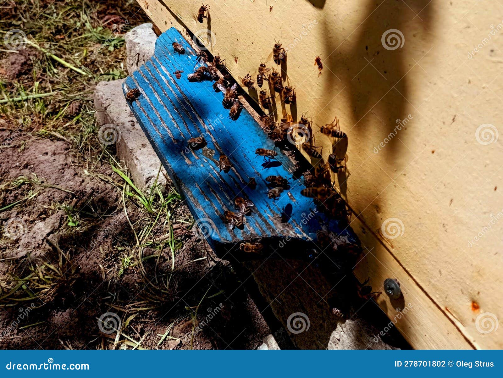 Bees Work in Beautiful Sunny Weather on a Blue Beehive Stock Photo ...