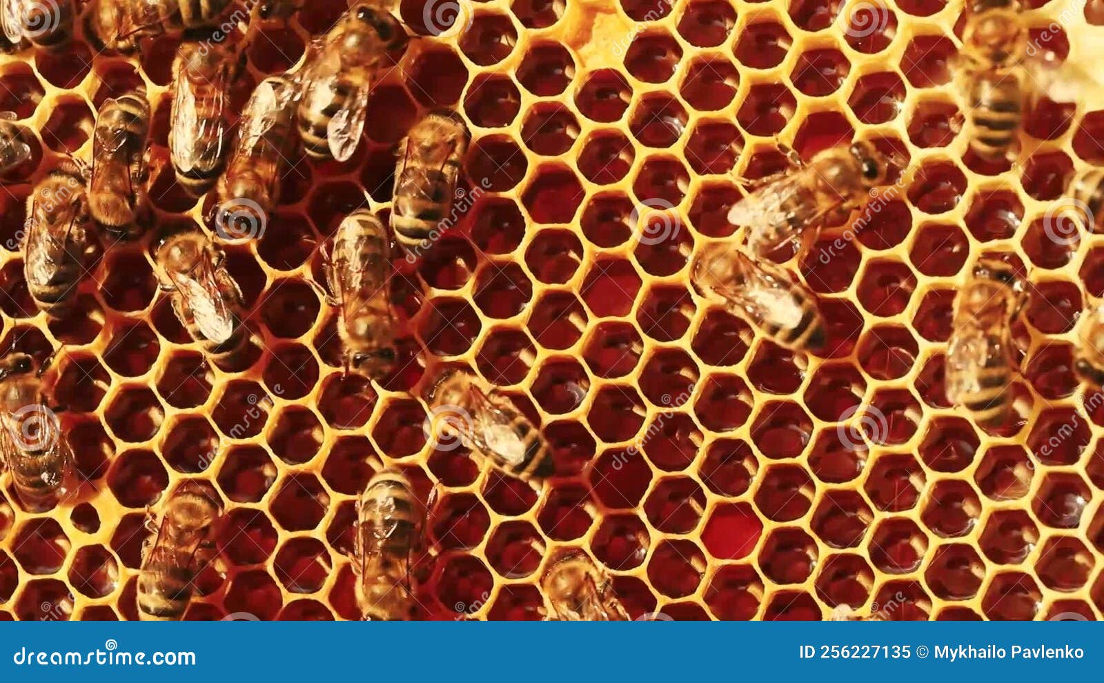 Bees Work on Frames with Brood, Honey, Wax and Pollen. Close-up Stock ...