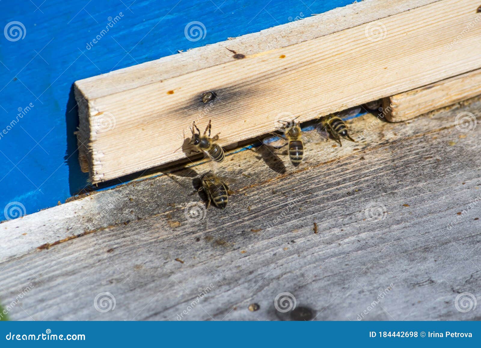 Bees Work Hard Bringing Honey To the Hive Stock Photo - Image of flying ...