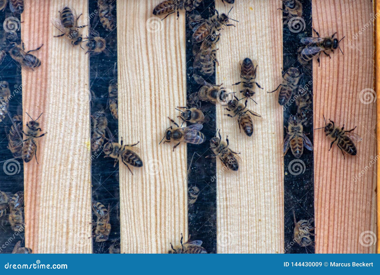 Bees work in the hive stock image. Image of farm, healthy - 144430009