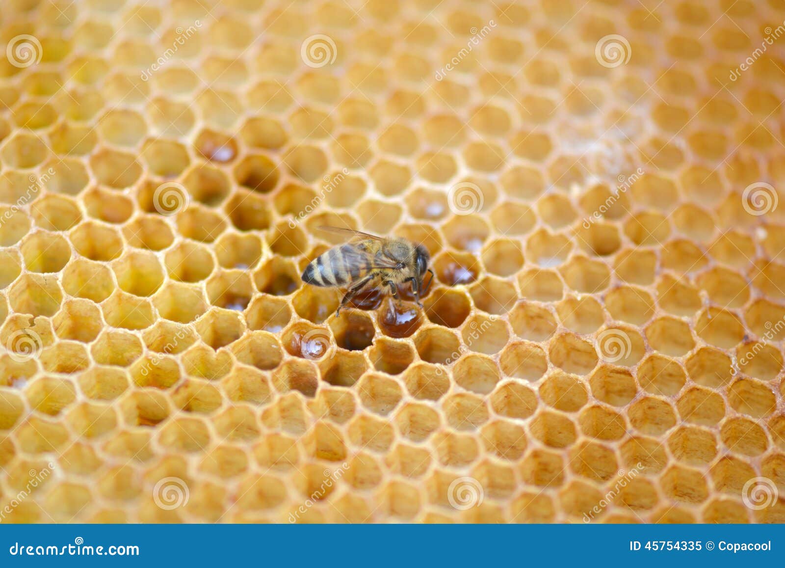 Bees Work And Guard Their Hive. Honey Production. Agriculture. Stock ...