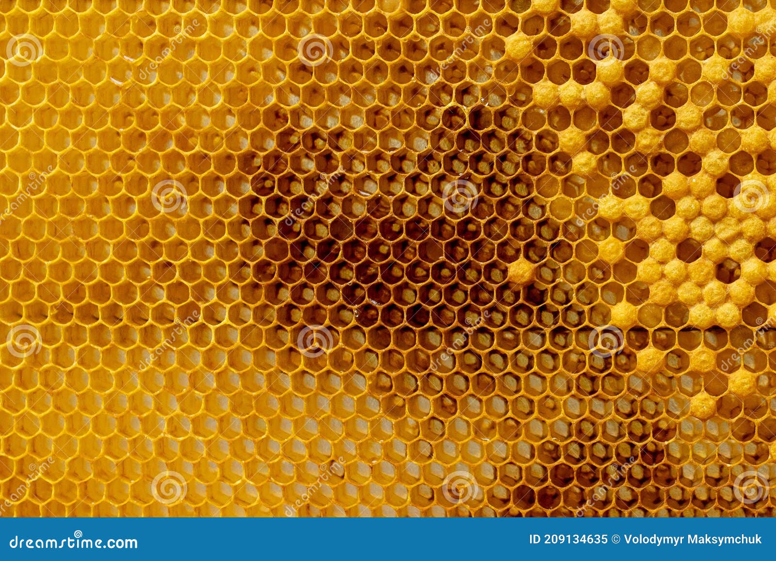 Bees Work on Honeycomb. Honey Cells Pattern Stock Image - Image of bees ...