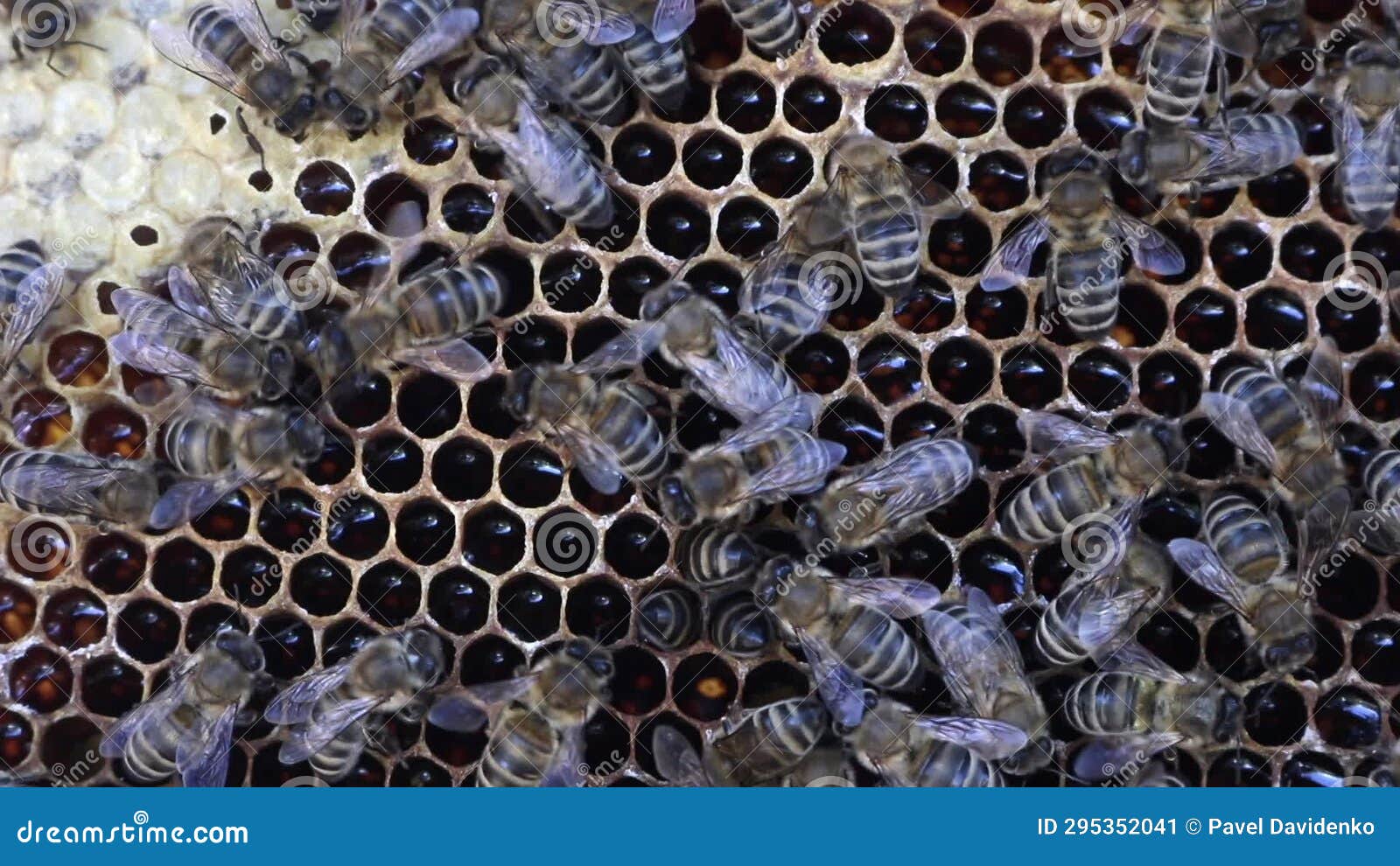 Bees work inside the hive. stock video. Video of natural - 295352041