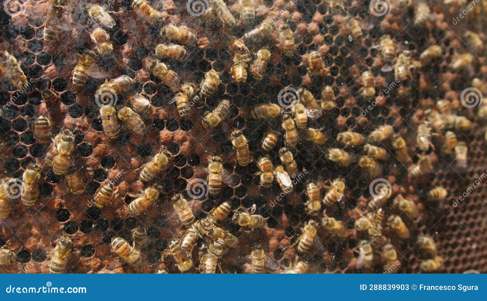 Bees Work for the Production of Honey Stock Video - Video of hive ...
