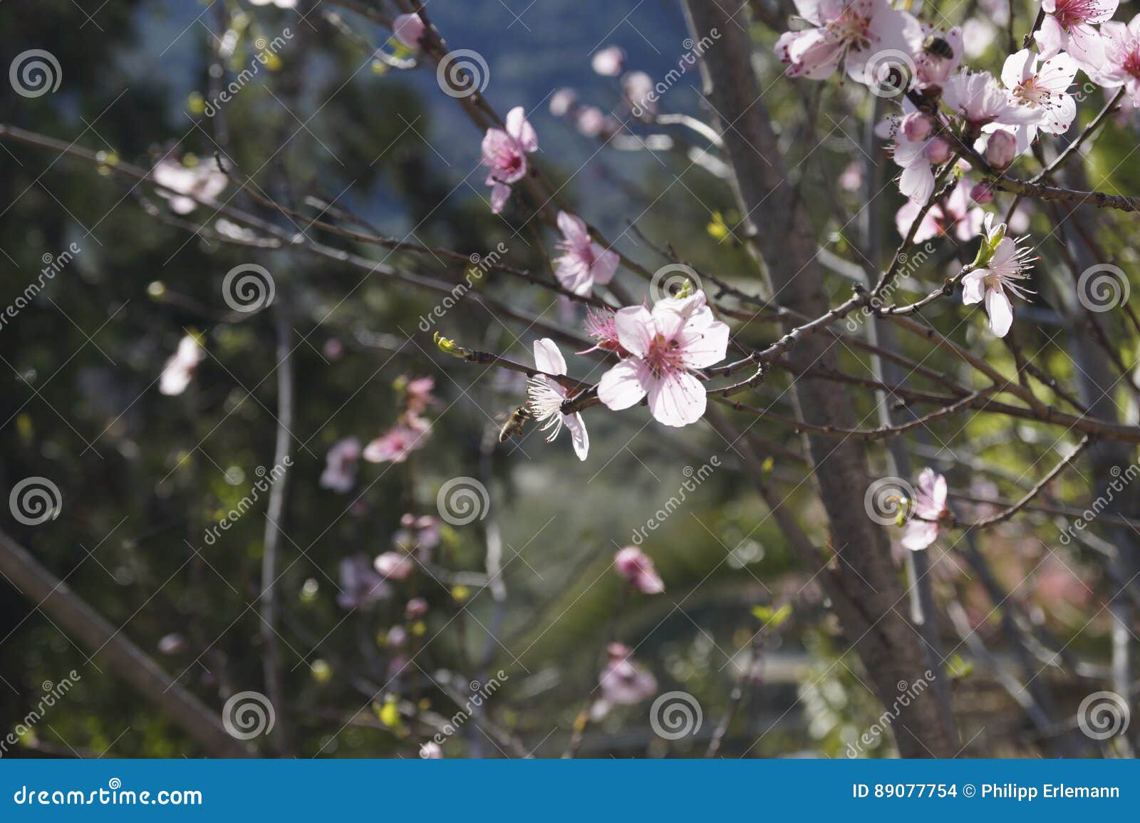 Bees at work stock photo. Image of work, spring, sunny - 89077754