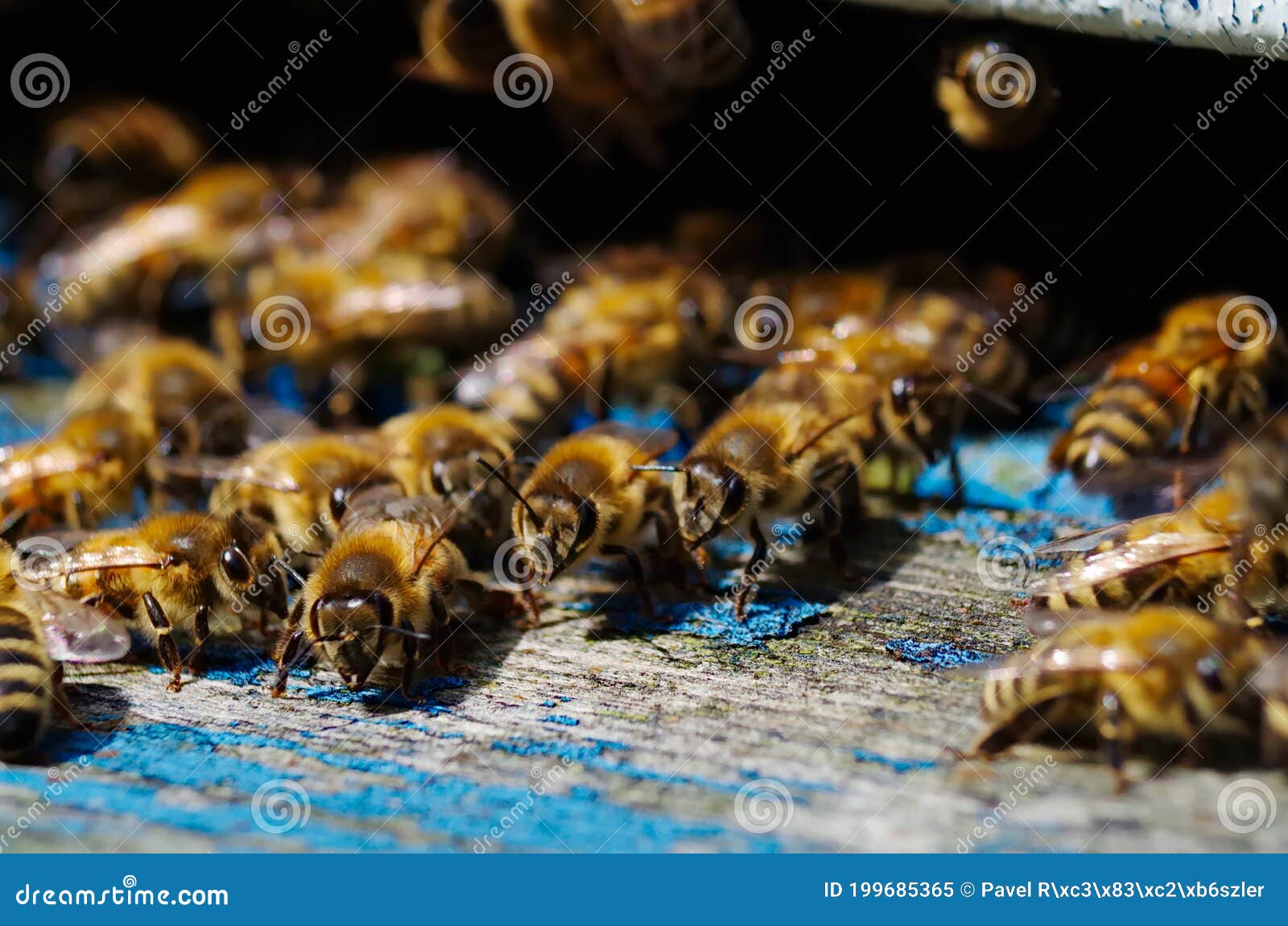 Bees in Front of the Entrance To the Hive Stock Image - Image of ...