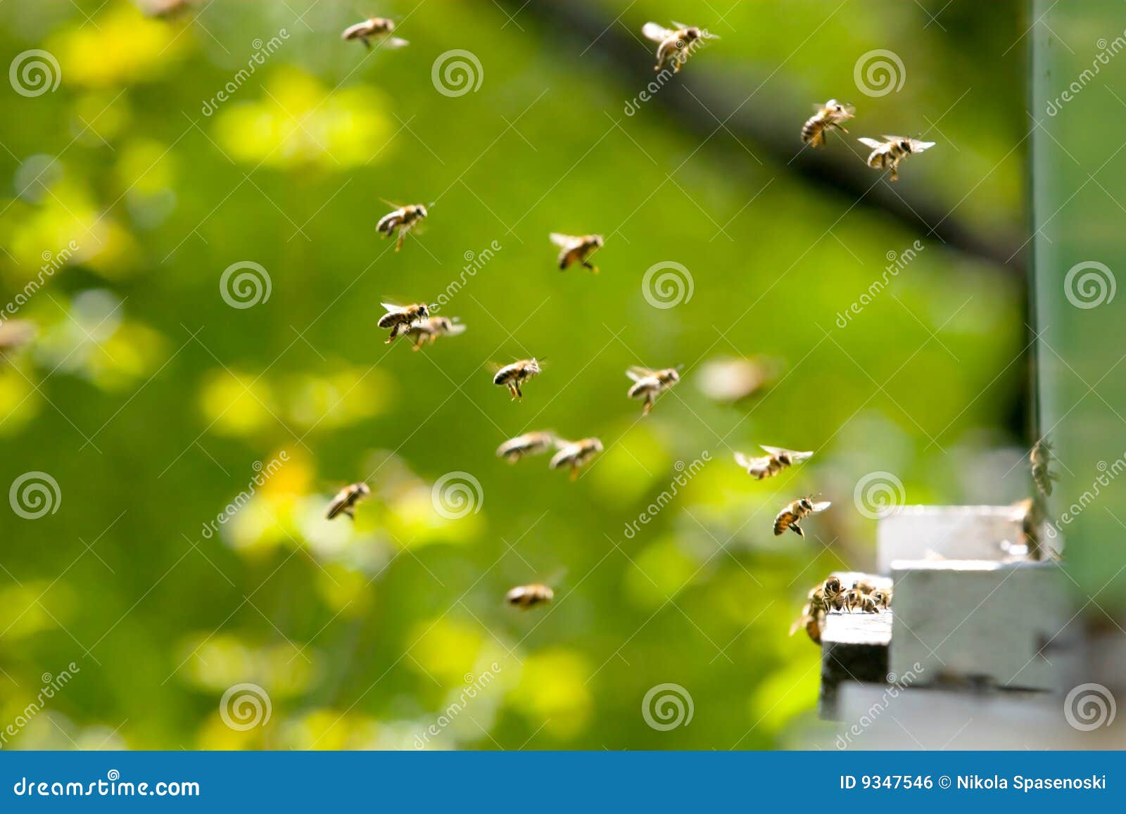 Bees working stock photo. Image of natural, animal, macro - 9347546