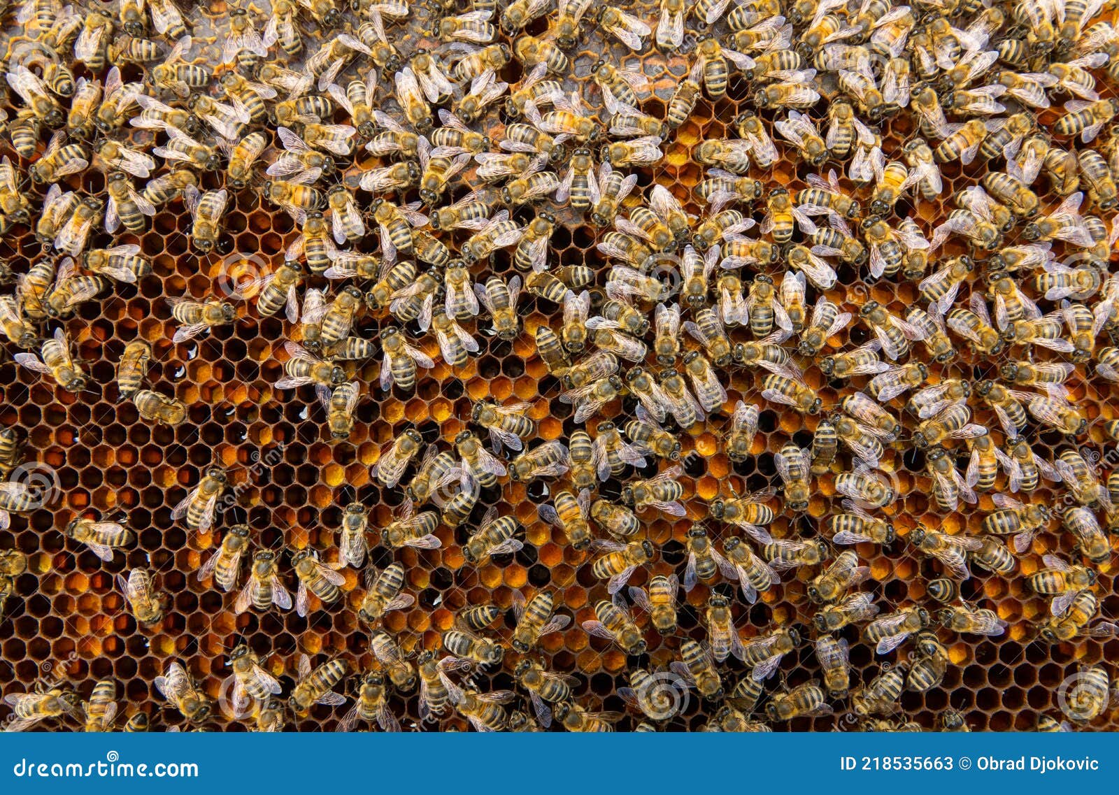 Bees working on bee frame stock image. Image of beeswax - 218535663