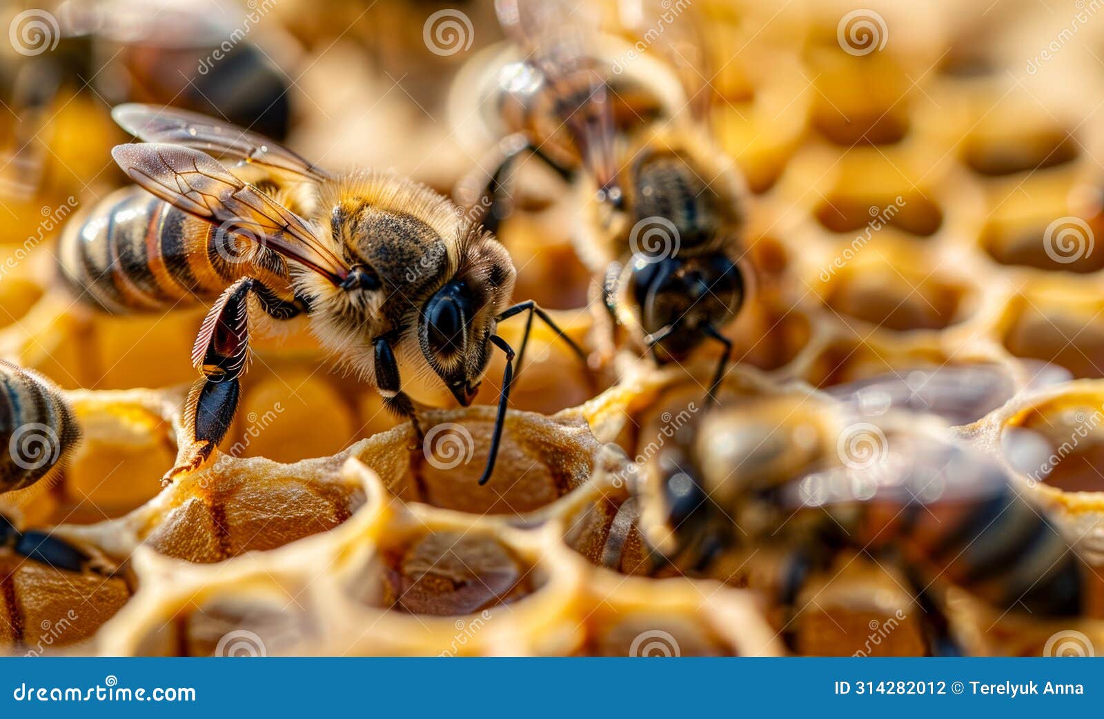 Bees are Working on Beehive. High Resolution Close Up Photo Stock Photo ...