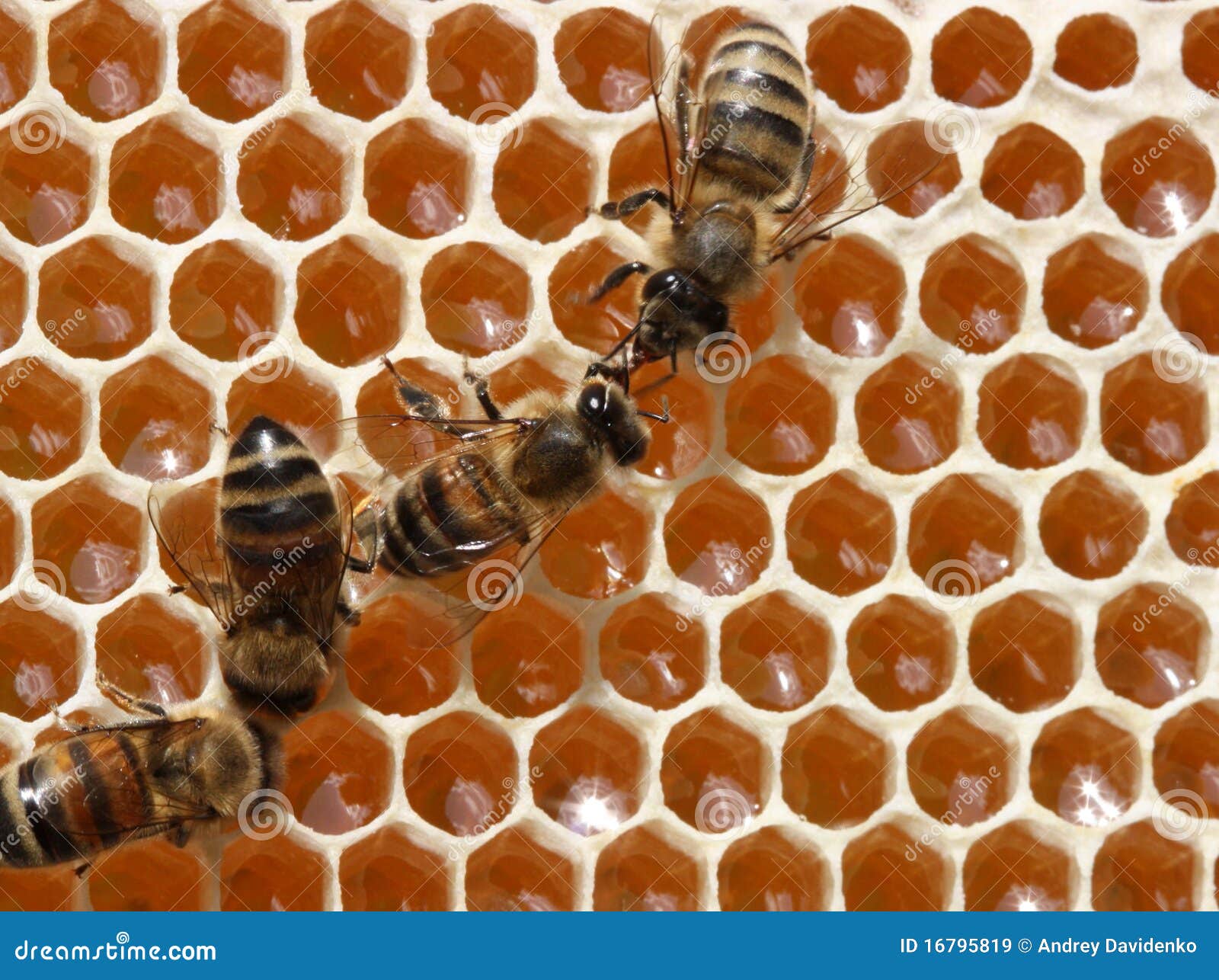 The Bees are Working in the Hive. Stock Image - Image of insects, legs ...